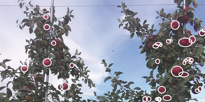 Research projects study automated orchard management | Minnesota ...