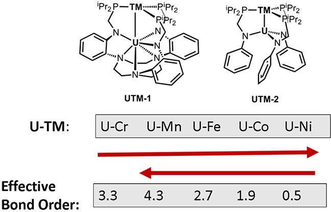 Multiple bonds at UMn in uranium–transition metal complexes ...